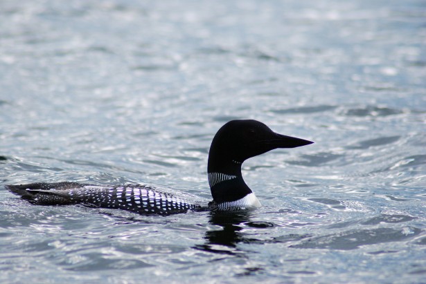 loon-in-the-water